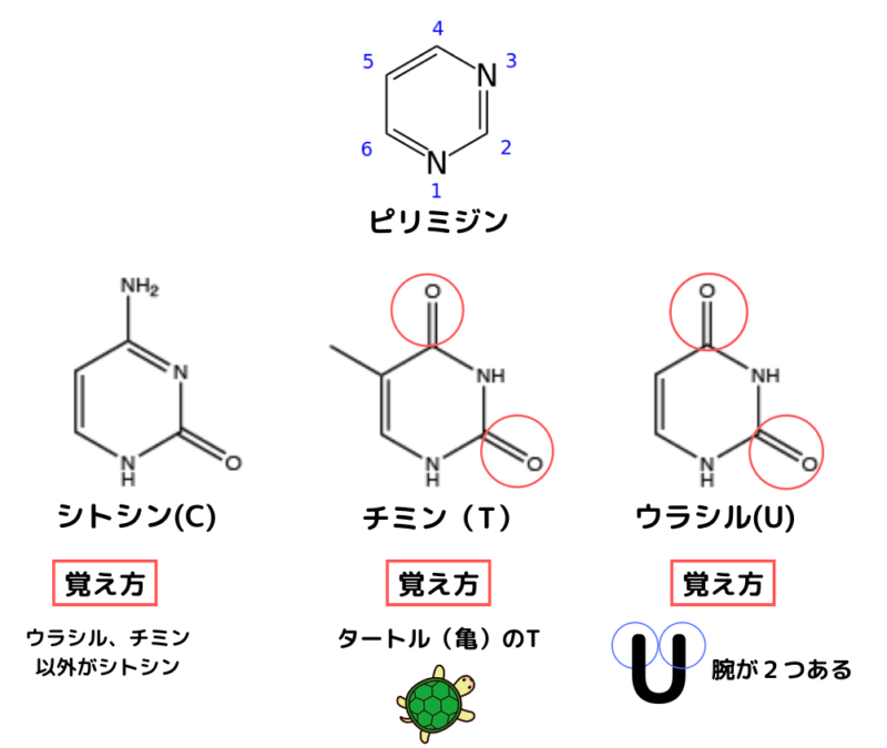 【薬剤師が教える】核酸塩基及び代表的なプリン体の構造の覚え方を徹底解説！ | 薬剤師の気まぐれノート
