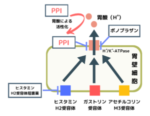 【消化器系疾患治療薬】ネキシウムとオメプラールの違いは？ | 薬剤師の気まぐれノート